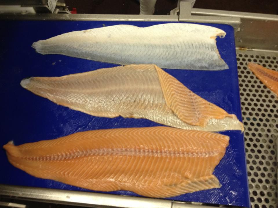 Automatic fish skinning machine - V3668 - Varlet Machines - for salmon