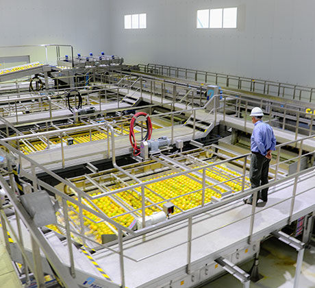 Citrus oil extractor - 6100 - Brown International Corporation LLC