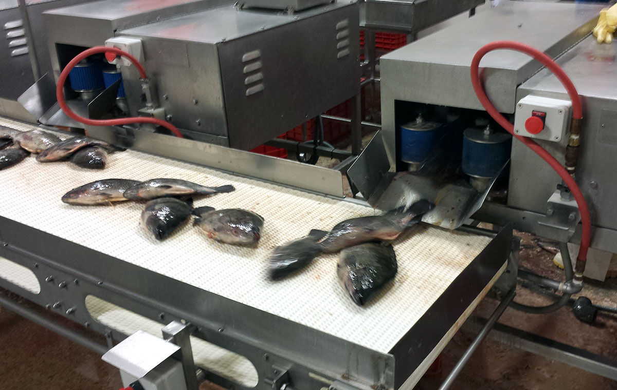 Fish eviscerator machine - DC-18 - Pisces Fish Machinery Inc.