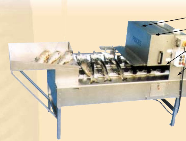 Fish heading machine - HV 40 - Pisces Fish Machinery Inc.