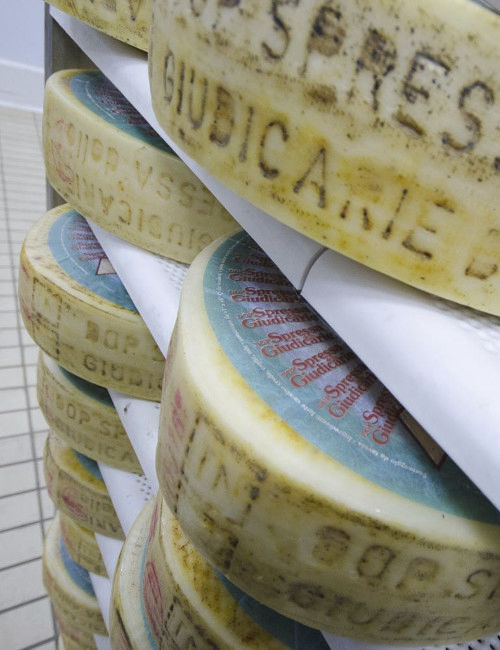 Cheese rack - Avioincar srl - tubular / light-duty / stainless steel