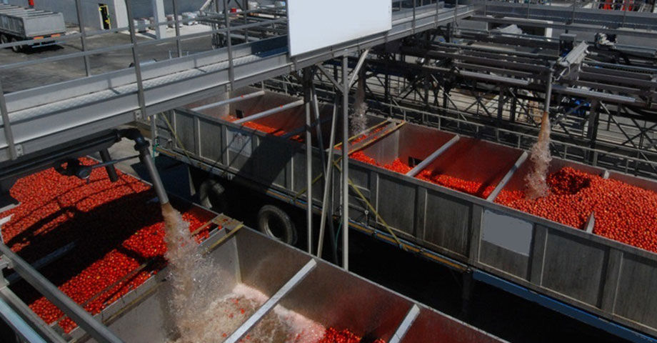 Tomato processing line - FBR-ELPO
