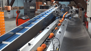 Fruit grader, Fruit grading machine - All industrial manufacturers