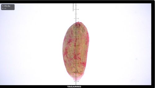 Measurement App - TAGARNO - for digital microscopes / measuring ruler