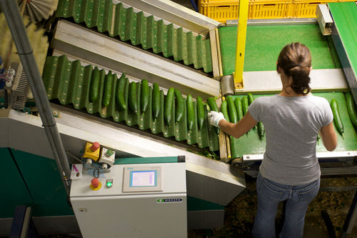 Sorting machine for the food industry - QSORT - Greefa - automatic ...