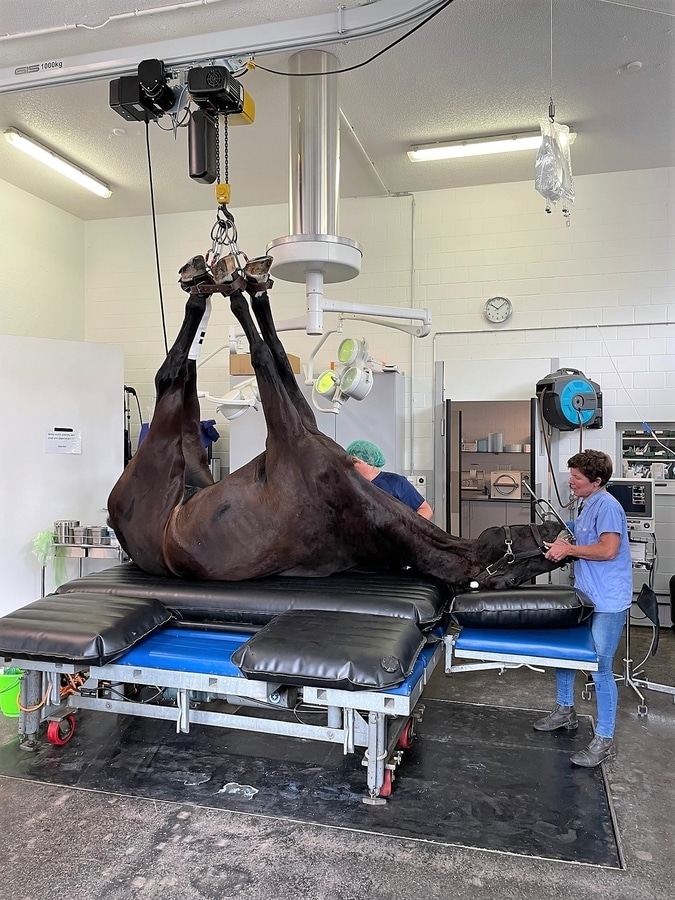 GISKB crane system for a safe animal transport - 6247 Schötz ...
