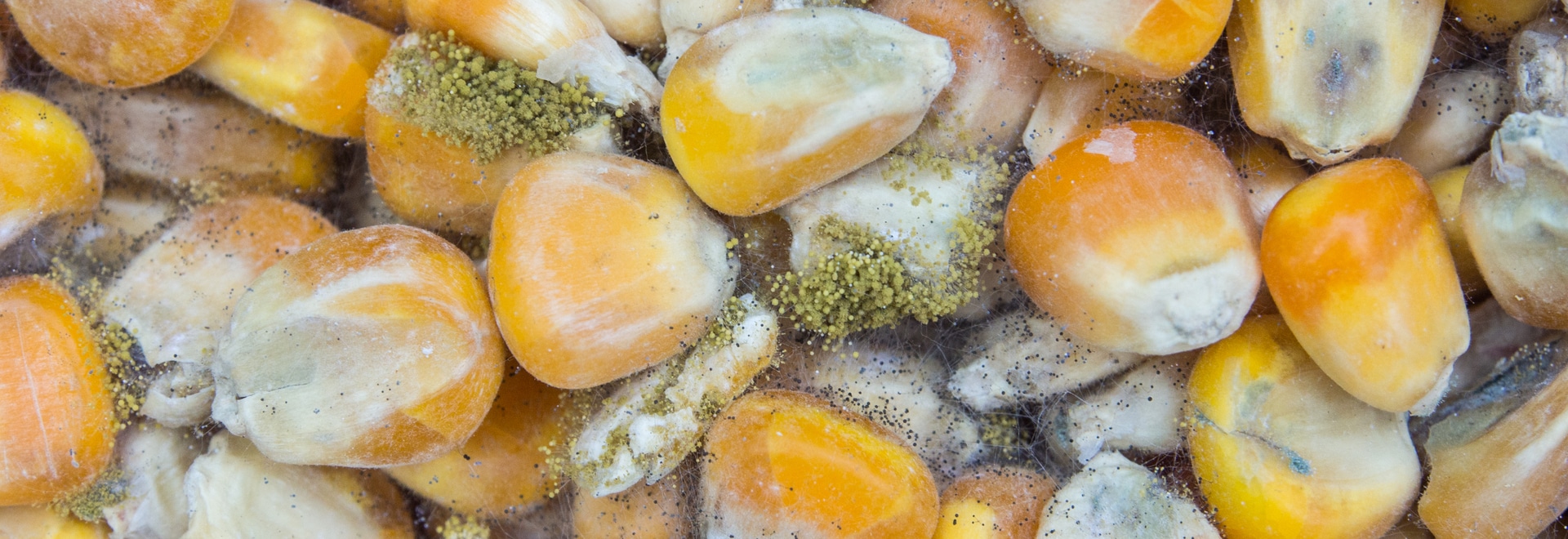 How to avoid aflatoxin contamination in crops? - 36055 Nove VI, Italy ...