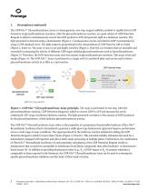 GDP-Glo™ Glycosyltransferase Assay - Promega Corporation - PDF Catalogs ...
